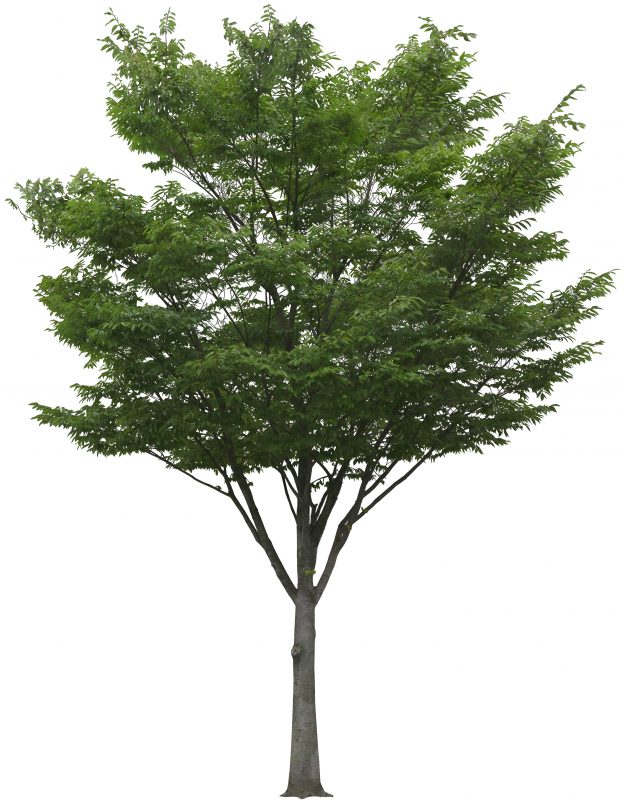 50 Adet Saydam Premium Ağaç Paketi PSD | Arkipedia