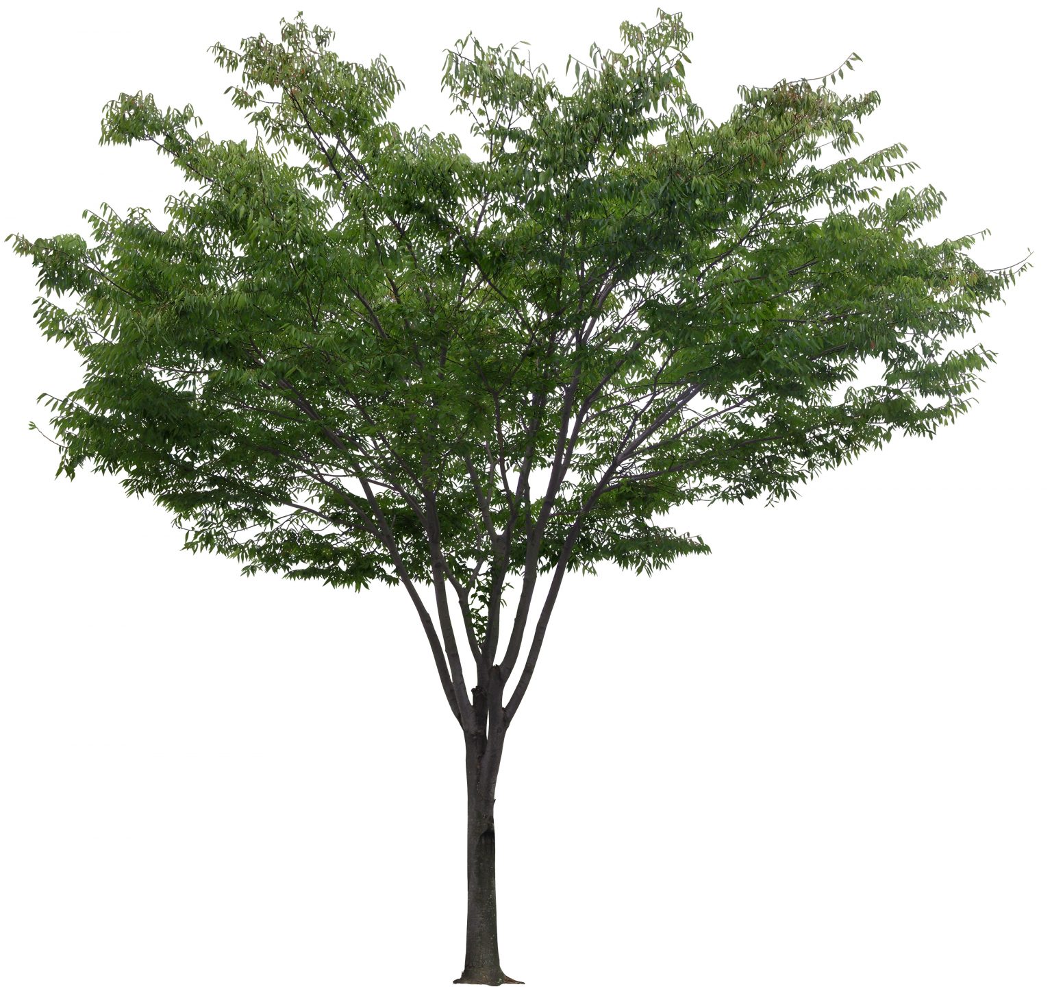 50 Adet Saydam Premium Ağaç Paketi PSD | Arkipedia