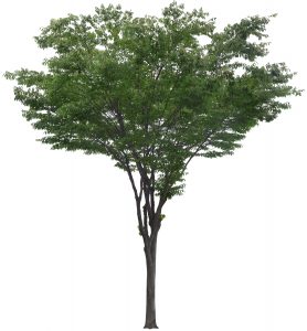 50 Adet Saydam Premium Ağaç Paketi PSD | Arkipedia