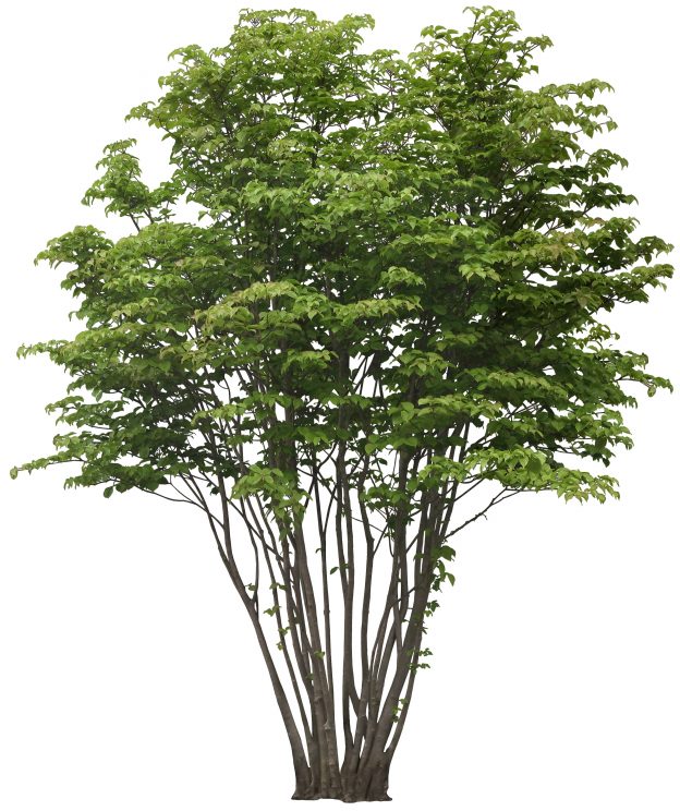 50 Adet Saydam Premium Ağaç Paketi PSD | Arkipedia