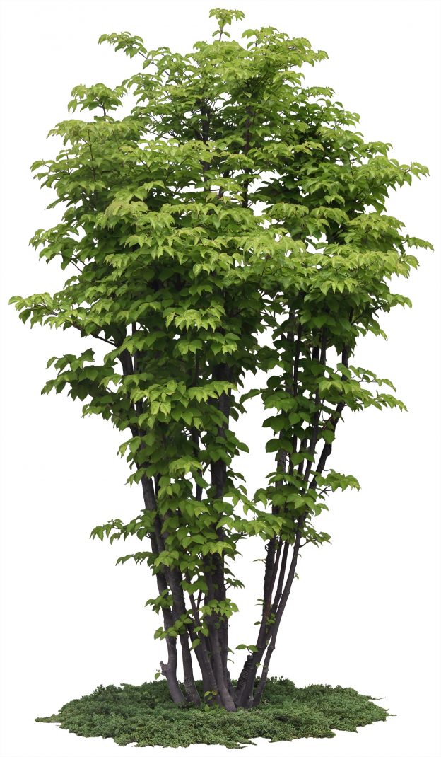 50 Adet Saydam Premium Ağaç Paketi PSD | Arkipedia