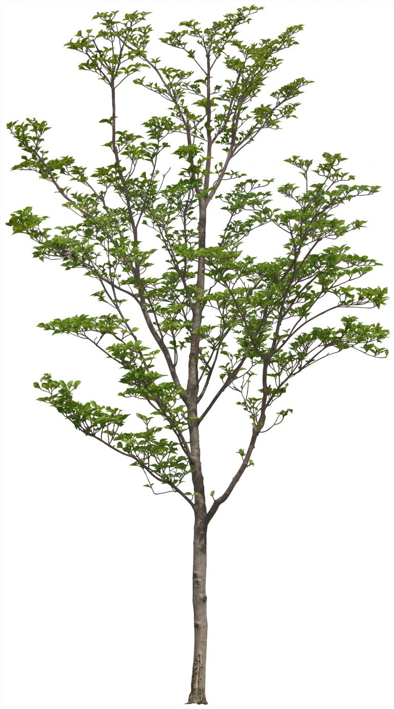 50 Adet Saydam Premium Ağaç Paketi PSD | Arkipedia