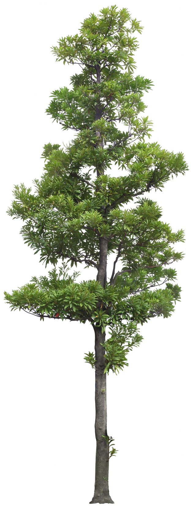 50 Adet Saydam Premium Ağaç Paketi PSD | Arkipedia