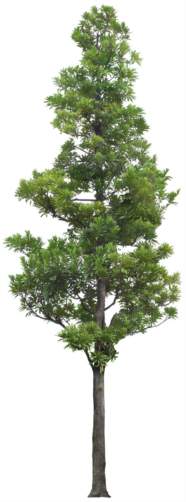 50 Adet Saydam Premium Ağaç Paketi PSD | Arkipedia