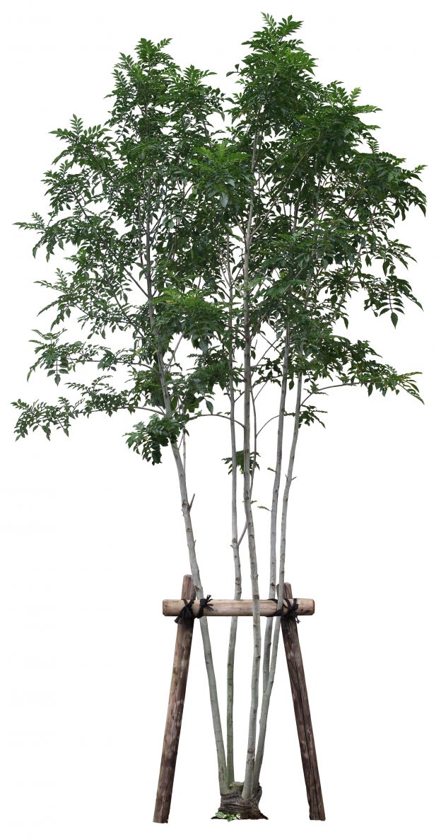 50 Adet Saydam Premium Ağaç Paketi PSD | Arkipedia