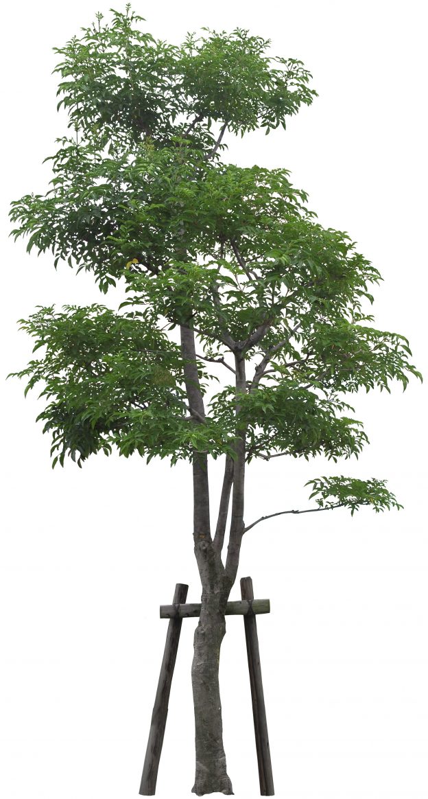 50 Adet Saydam Premium Ağaç Paketi PSD | Arkipedia