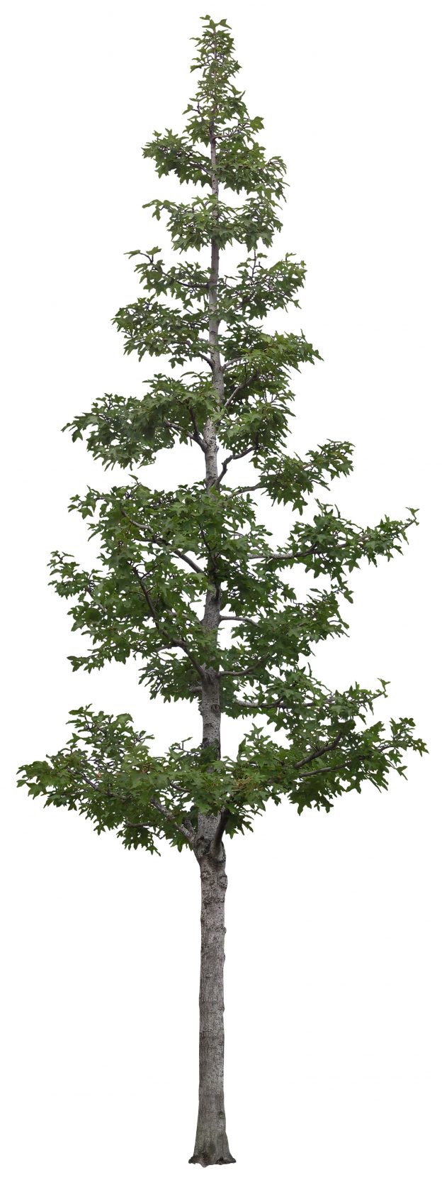 50 Adet Saydam Premium Ağaç Paketi PSD | Arkipedia