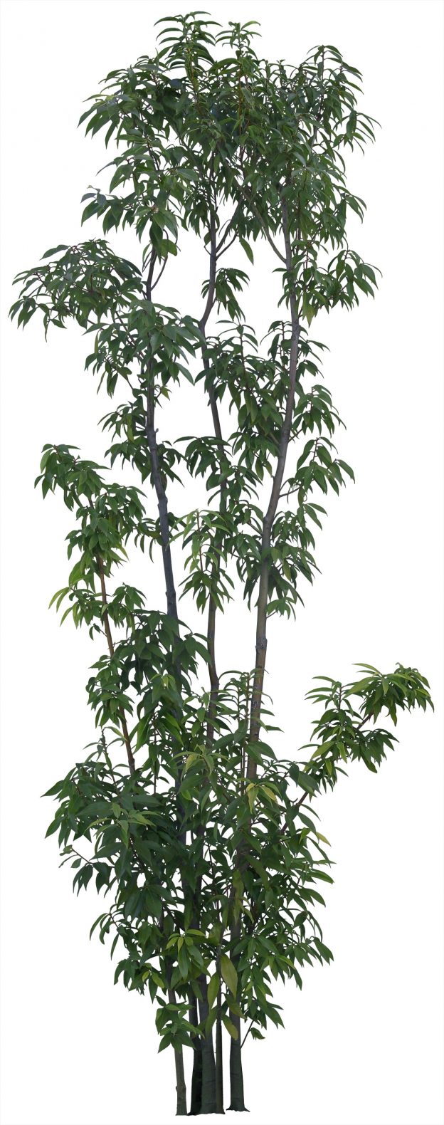 50 Adet Saydam Premium Ağaç Paketi PSD | Arkipedia