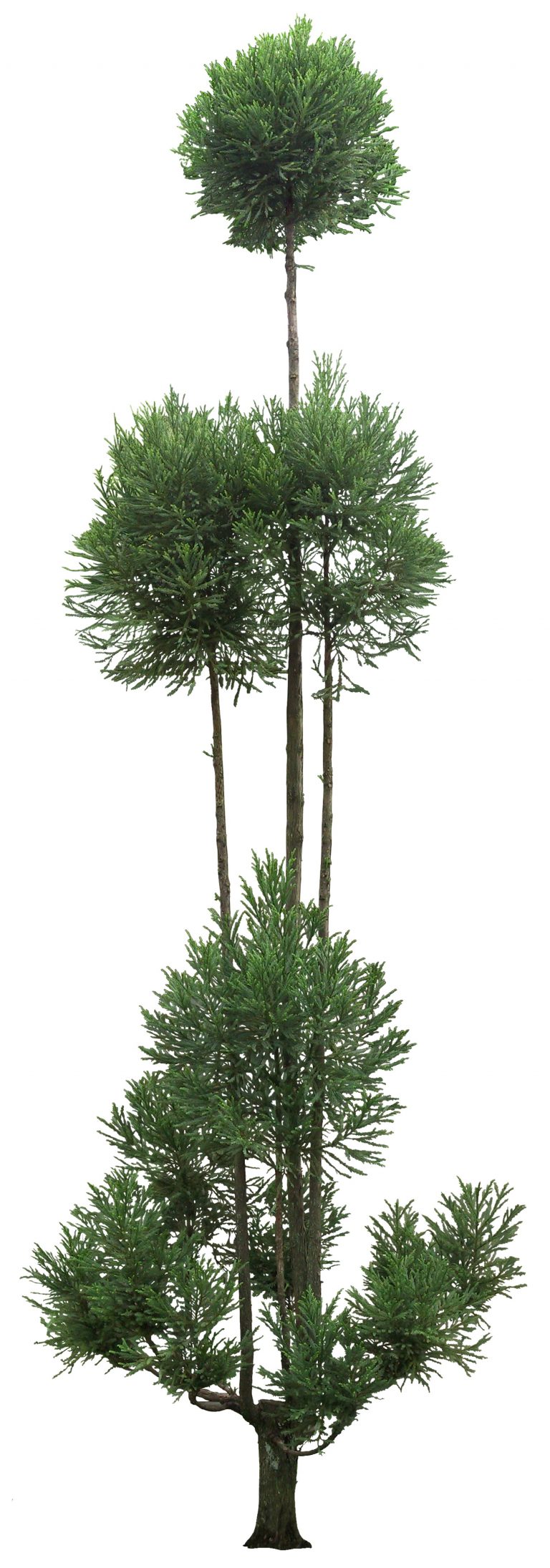 50 Adet Saydam Premium Ağaç Paketi PSD | Arkipedia