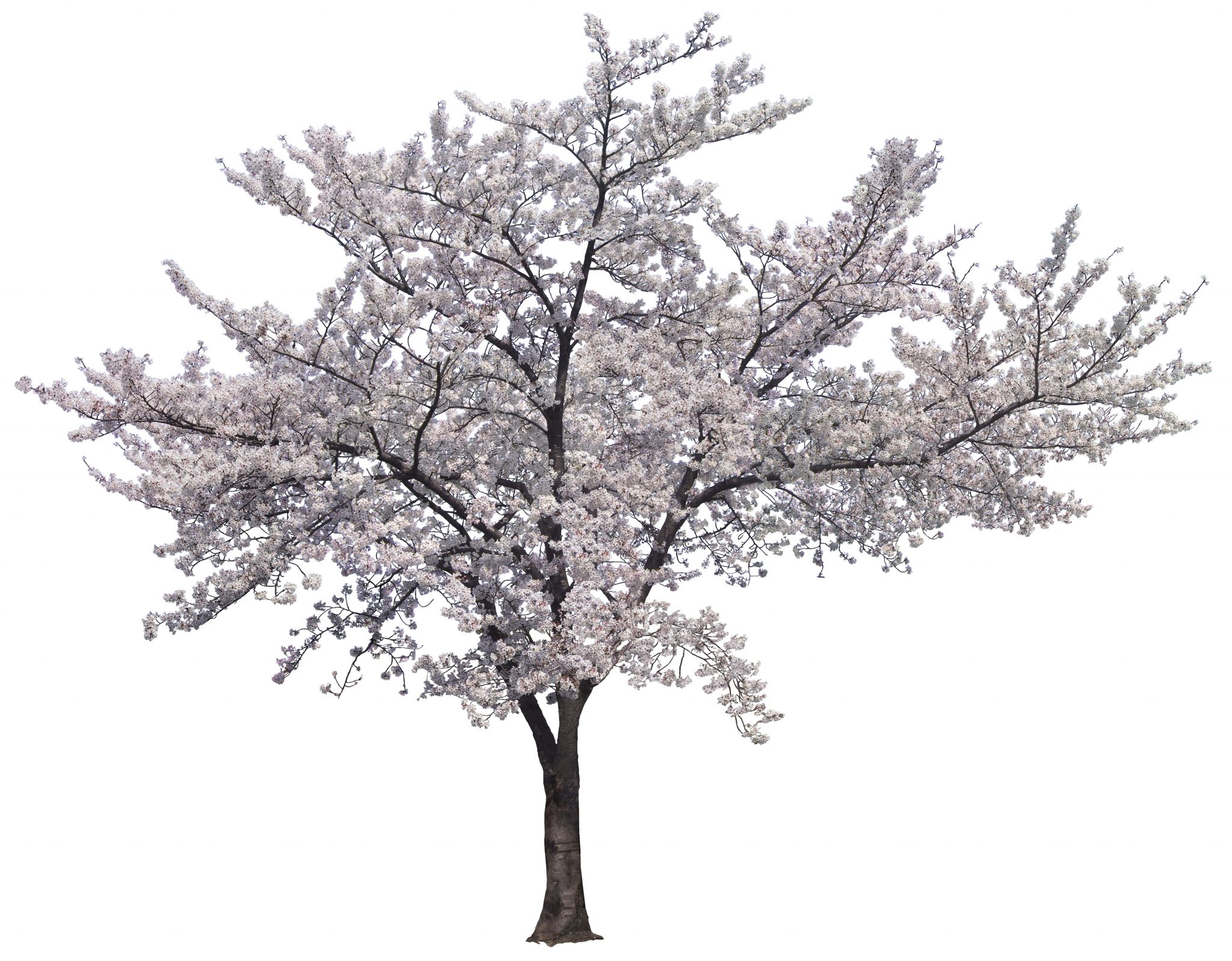 50 Adet Saydam Premium Ağaç Paketi PSD | Arkipedia