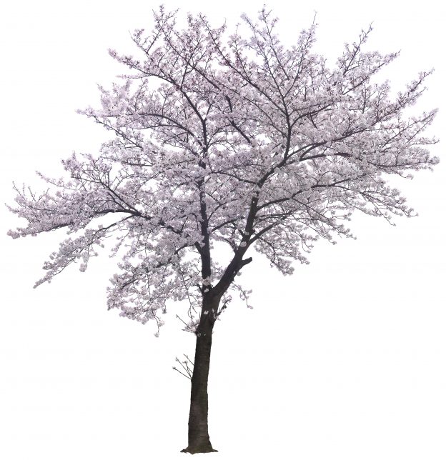 50 Adet Saydam Premium Ağaç Paketi PSD | Arkipedia